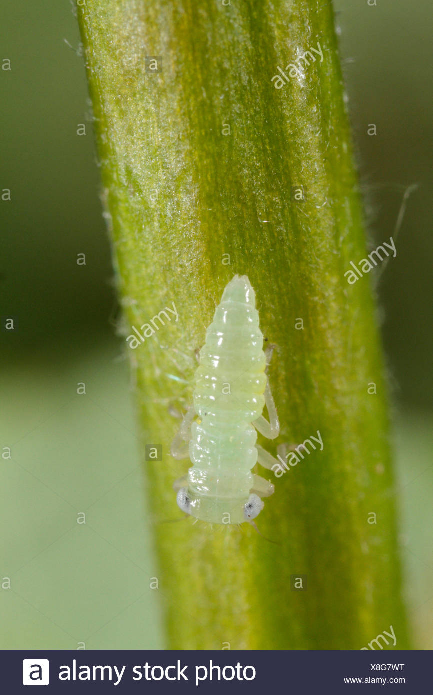Psylloidea High Resolution Stock Photography and Images - Alamy