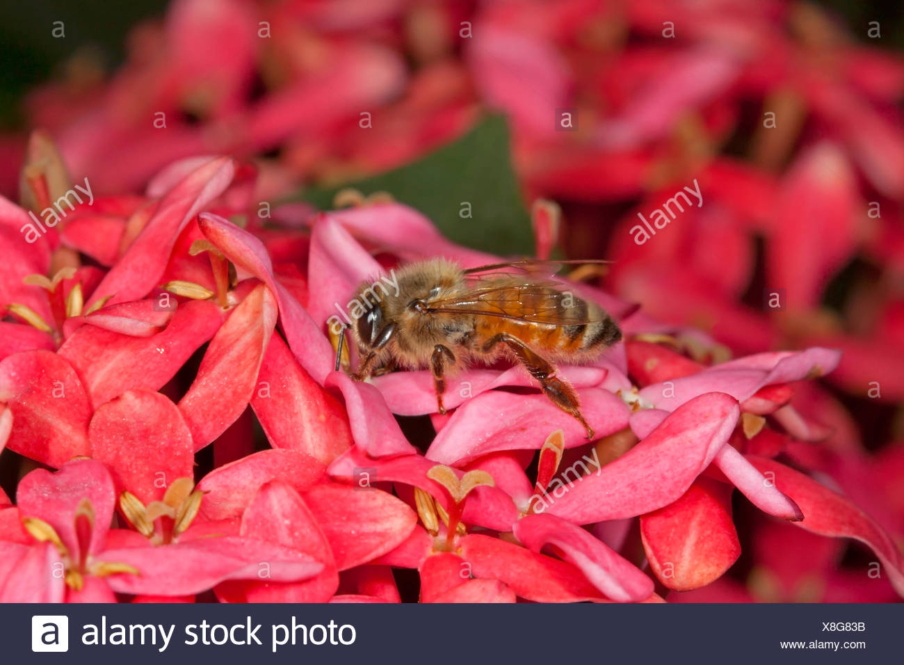 Apis Cerana High Resolution Stock Photography and Images - Alamy