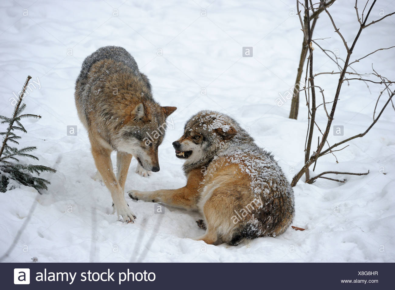 Wolf Snarling High Resolution Stock Photography and Images - Alamy
