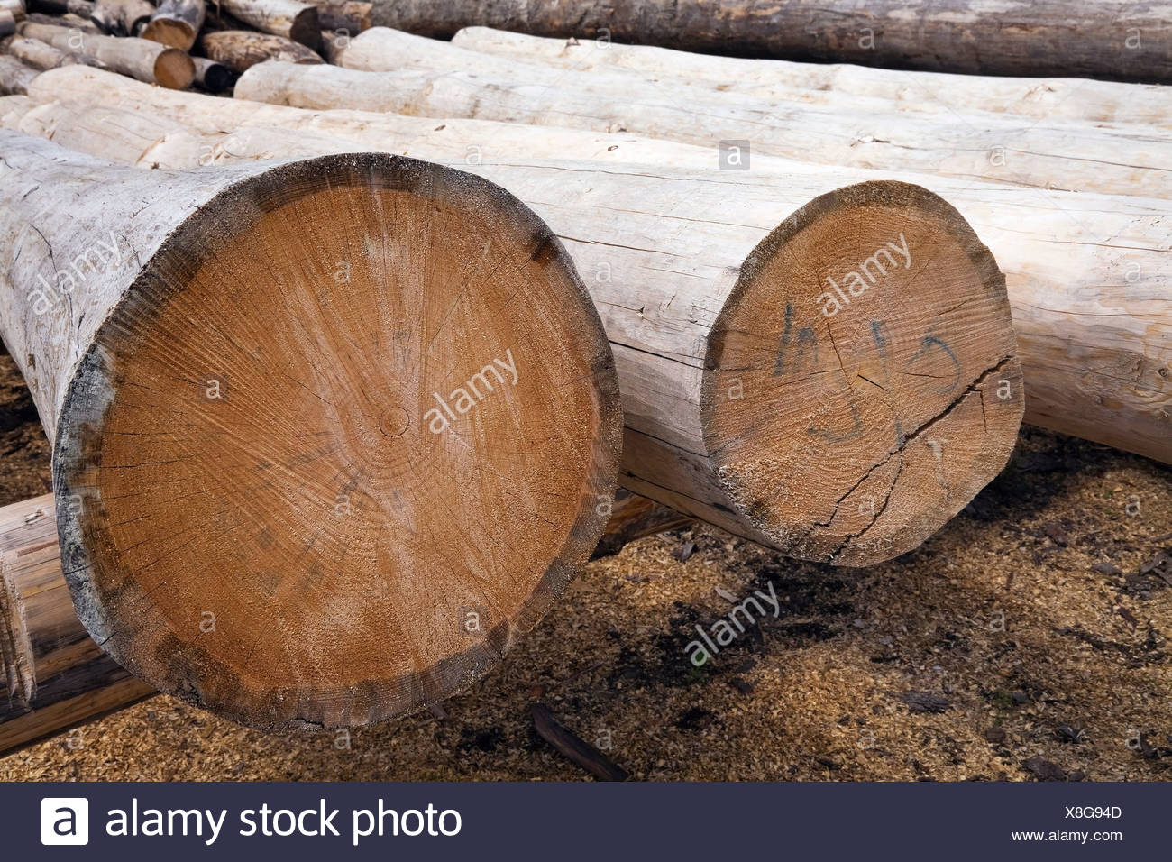 Pine Log High Resolution Stock Photography and Images - Alamy