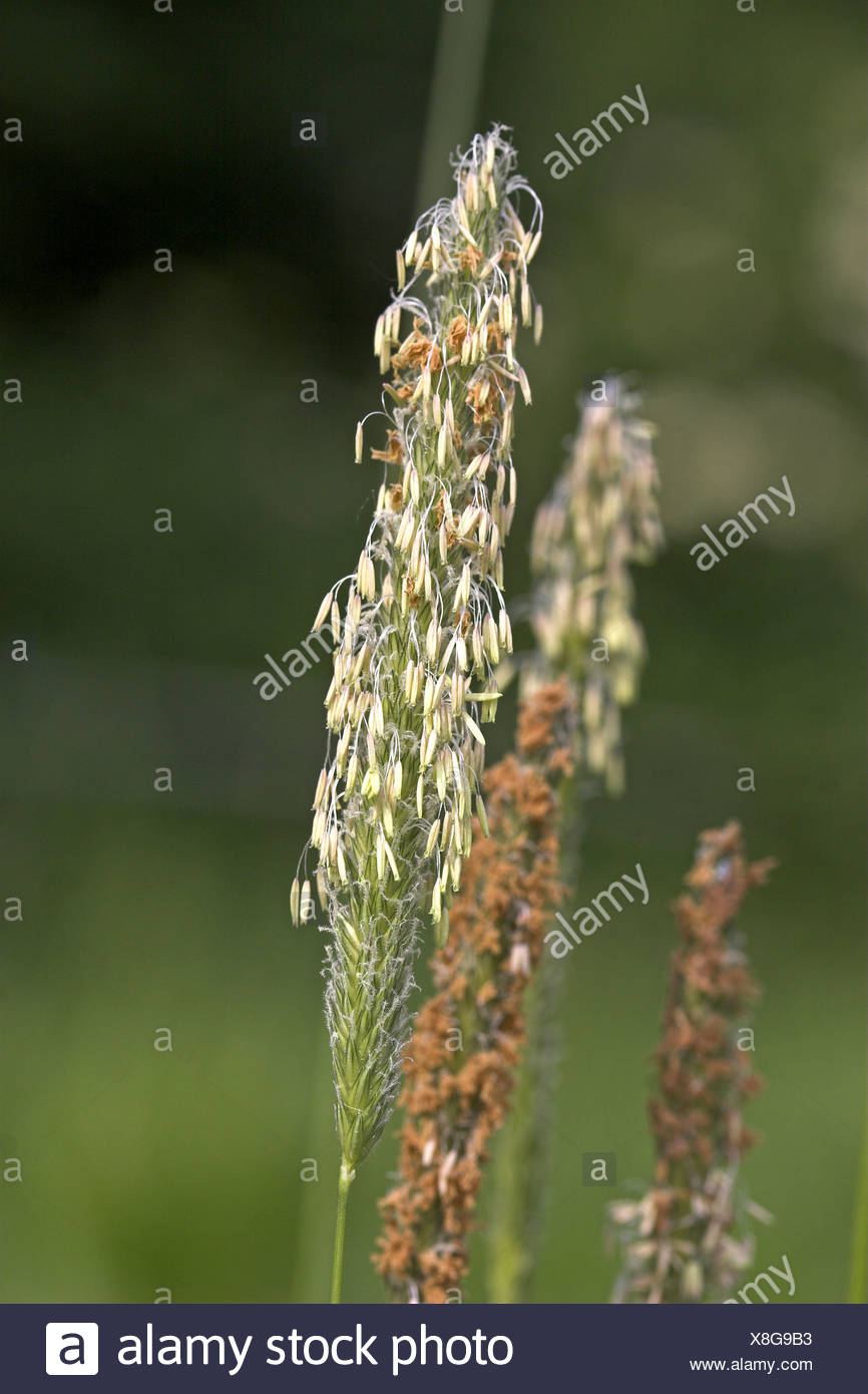 Wind Pollination Grasses Stock Photos & Wind Pollination Grasses Stock ...