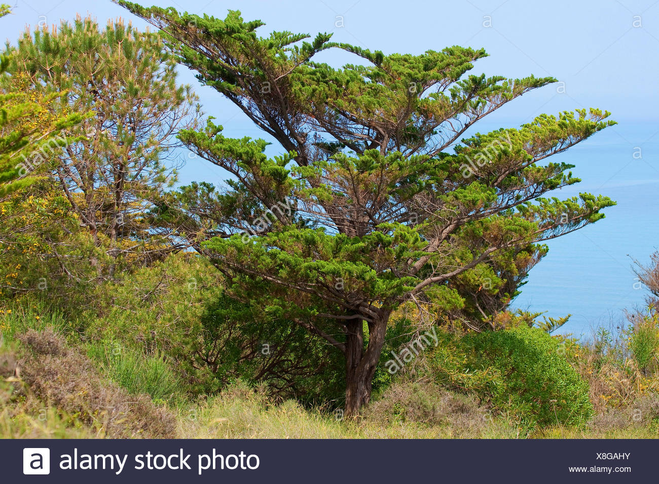 Italian Cypress Trees Cupressus Sempervirens High Resolution Stock ...