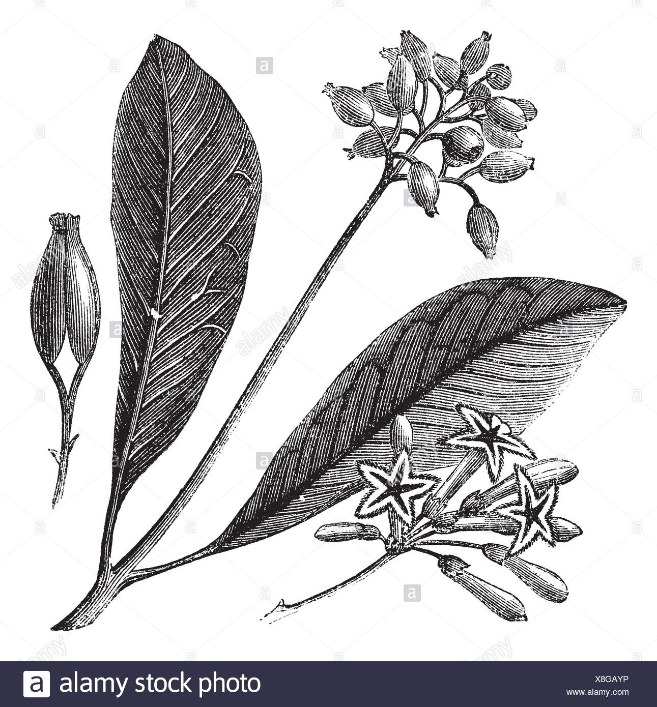 Cinchona Bark High Resolution Stock Photography and Images - Alamy