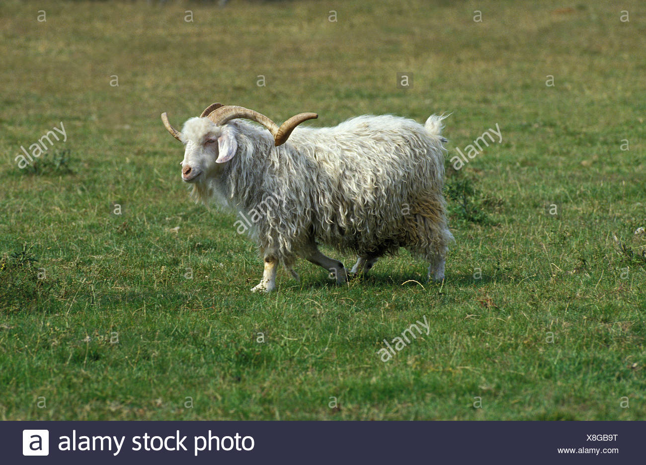 Angora Domestic Billy Goat Stock Photos & Angora Domestic Billy Goat ...