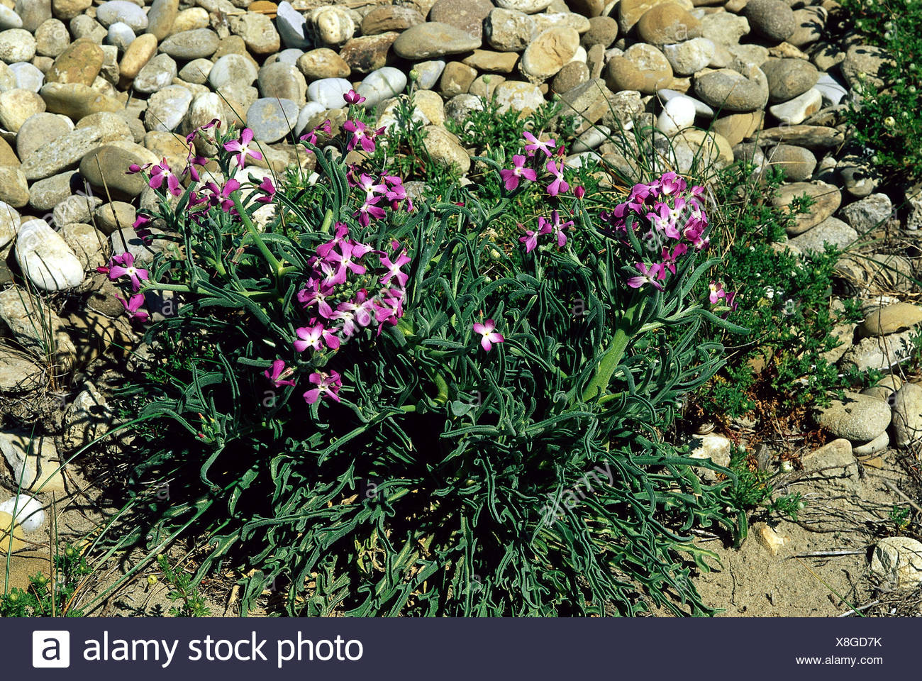Gillyflowers High Resolution Stock Photography and Images - Alamy