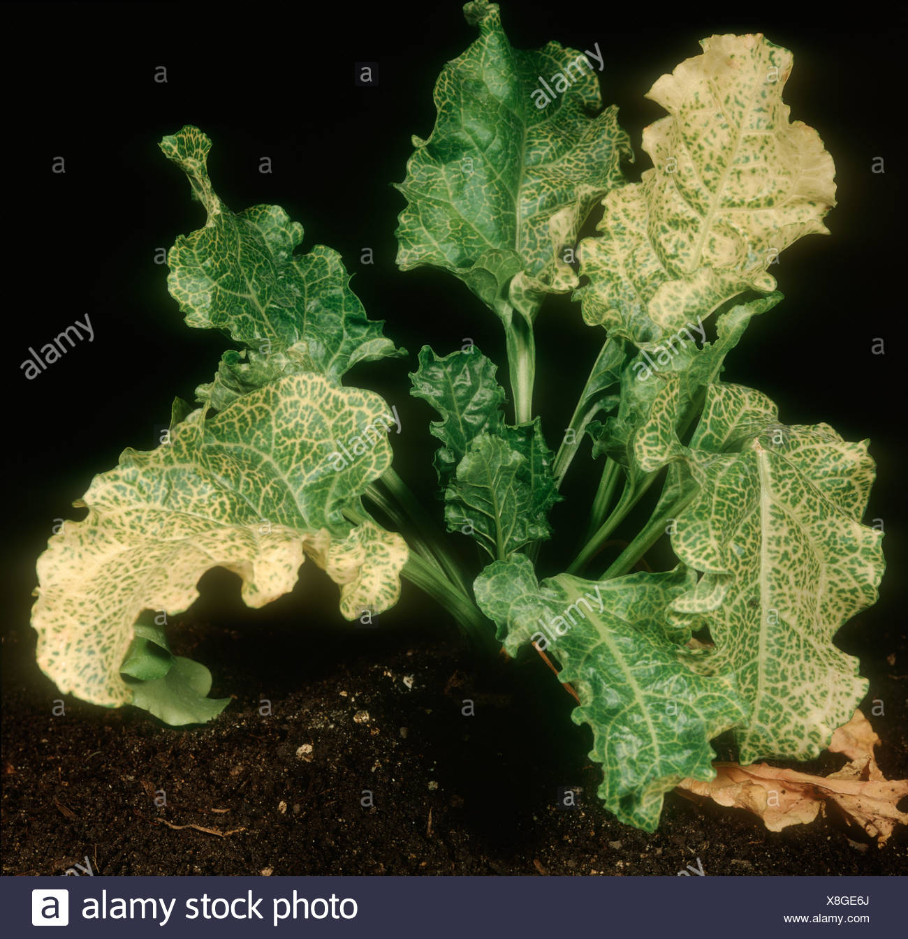 Bnyvv Stock Photos & Bnyvv Stock Images - Alamy