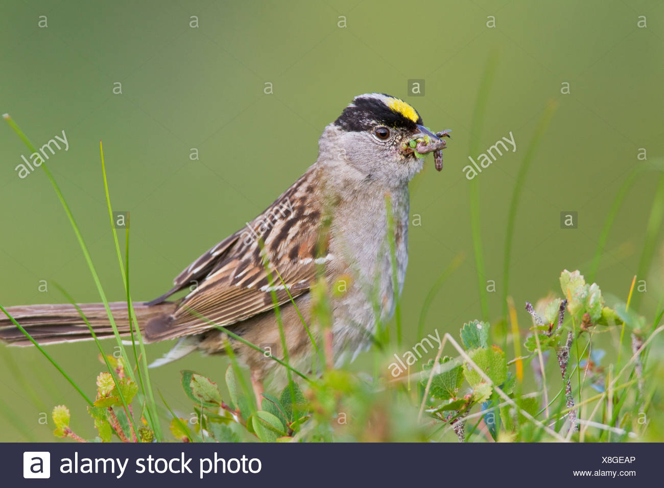 Bill Of Bird High Resolution Stock Photography and Images - Alamy