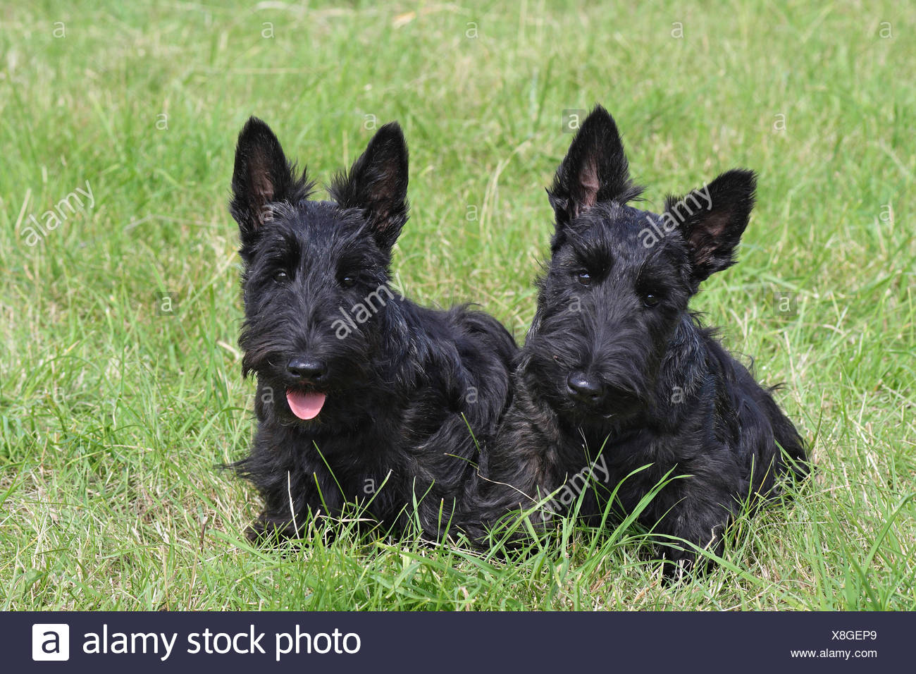 Scottish Terrier High Resolution Stock Photography and Images - Alamy
