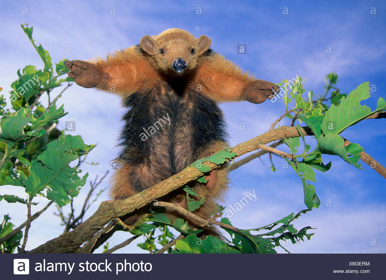 Tamandua Stock Photos & Tamandua Stock Images - Alamy
