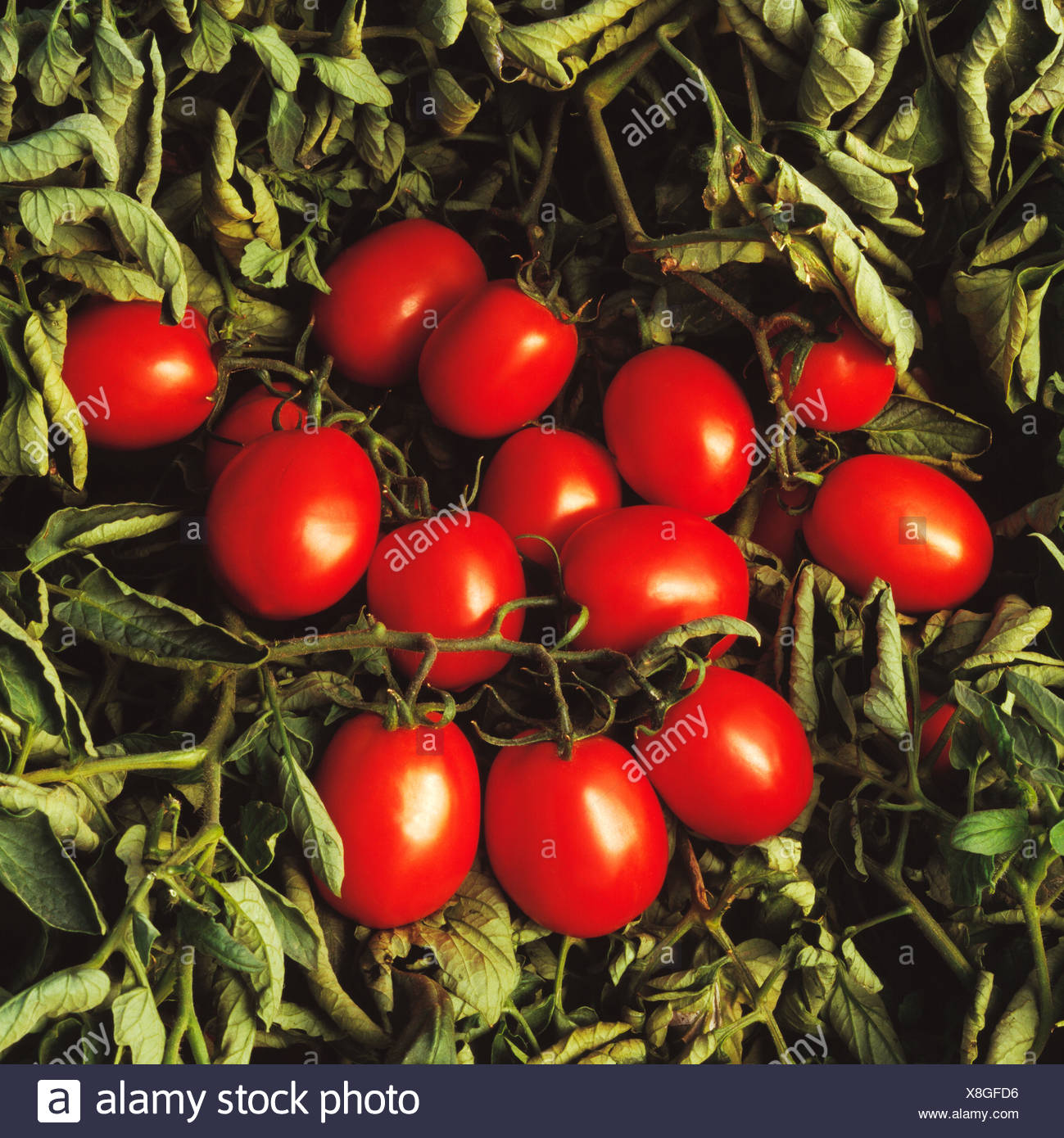 Mature Processing Tomato Field Stock Photos & Mature Processing Tomato ...
