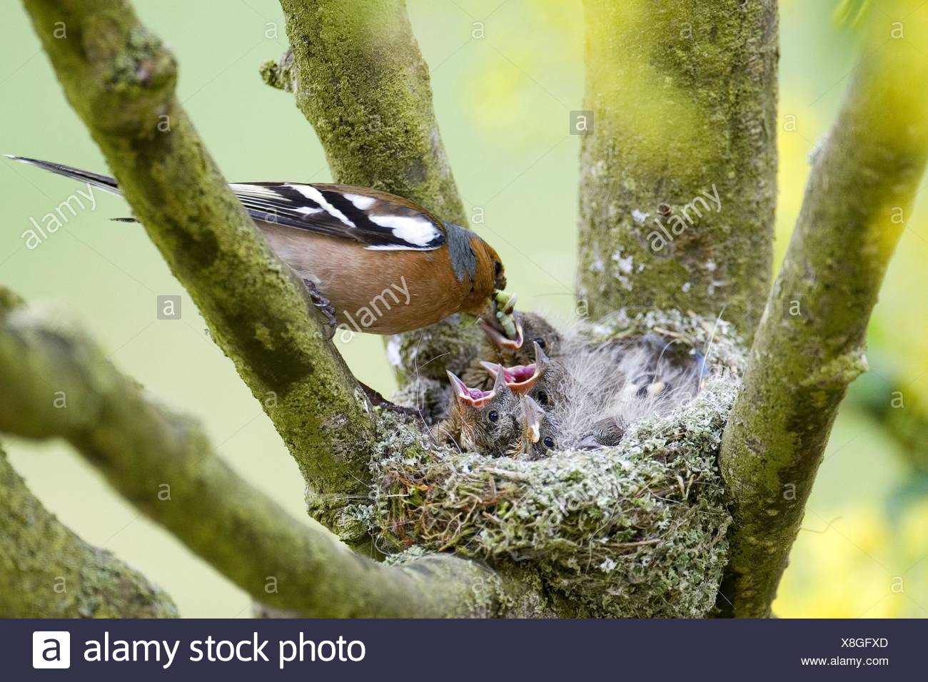 Juvenile Chaffinch High Resolution Stock Photography and Images - Alamy