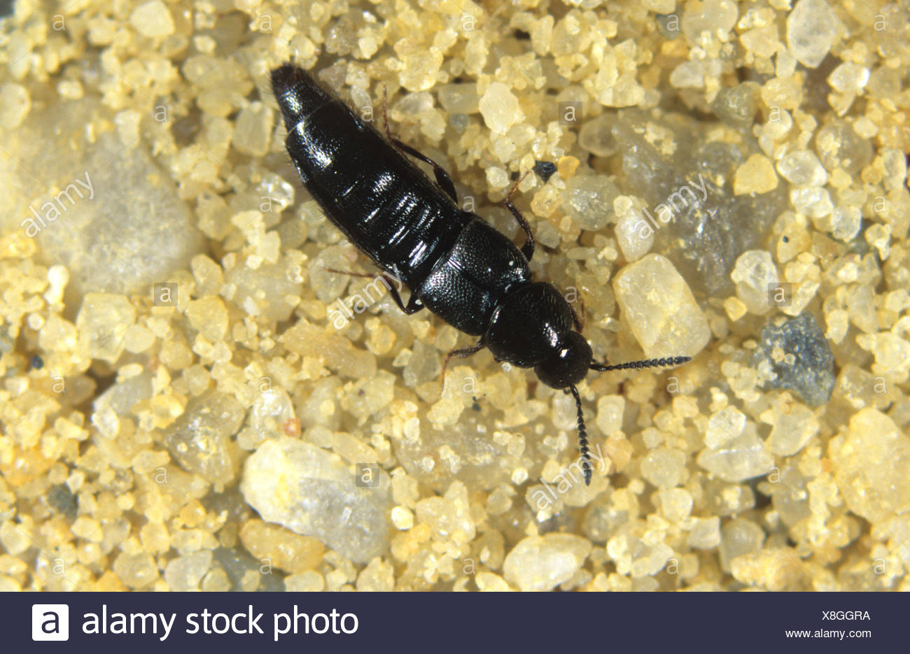 Aleochara Bilineata High Resolution Stock Photography and Images - Alamy