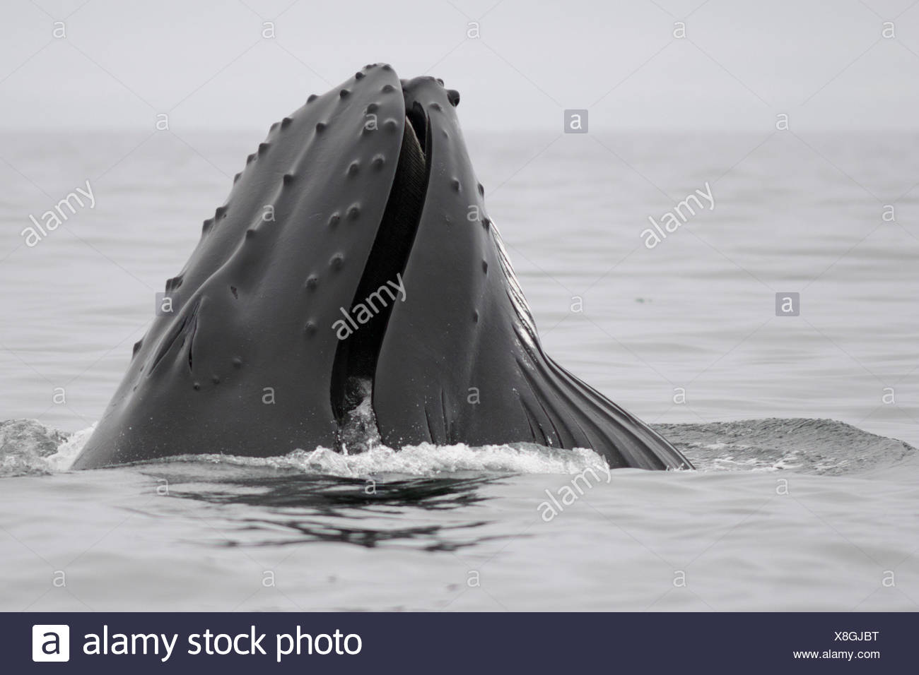 Whale Mouth Stock Photos & Whale Mouth Stock Images - Alamy
