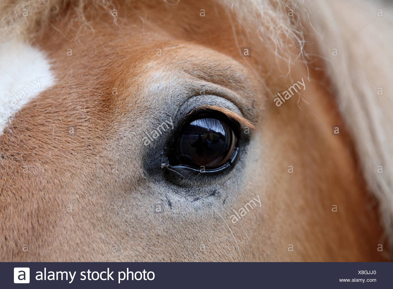 Haflinger Pony High Resolution Stock Photography and Images - Alamy