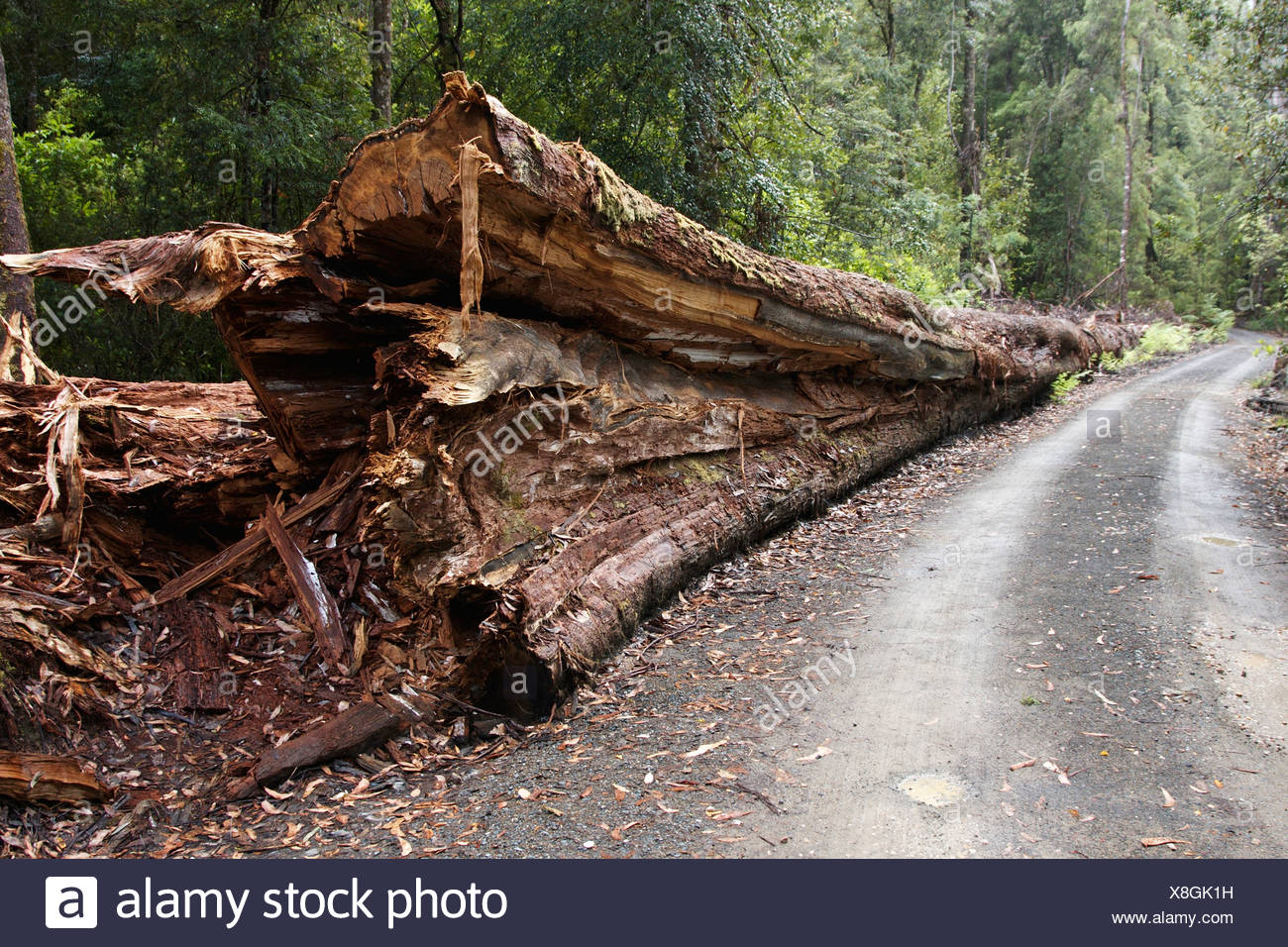 Deforestation Australia Stock Photos & Deforestation Australia Stock ...