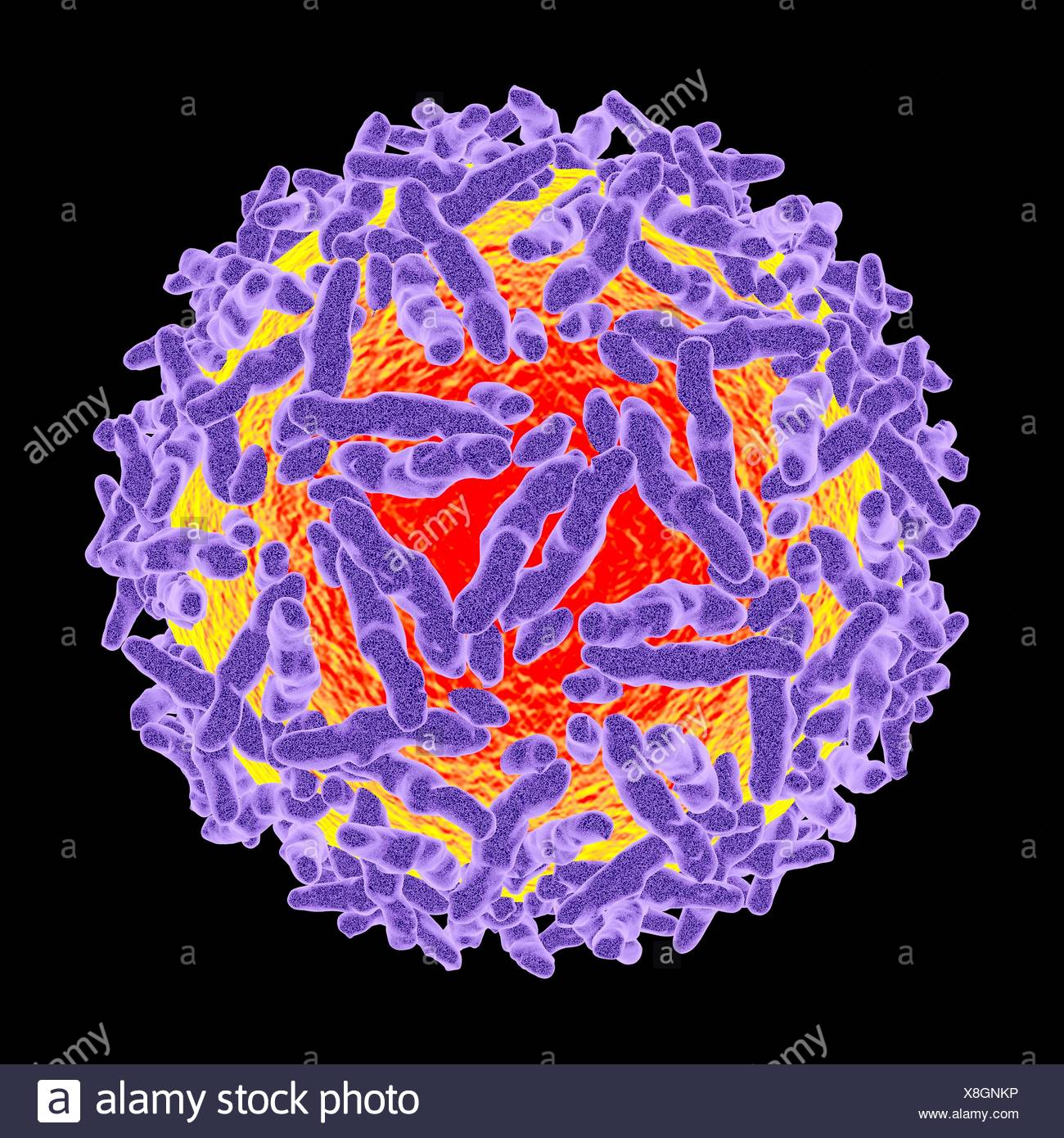 Alphavirus High Resolution Stock Photography and Images - Alamy