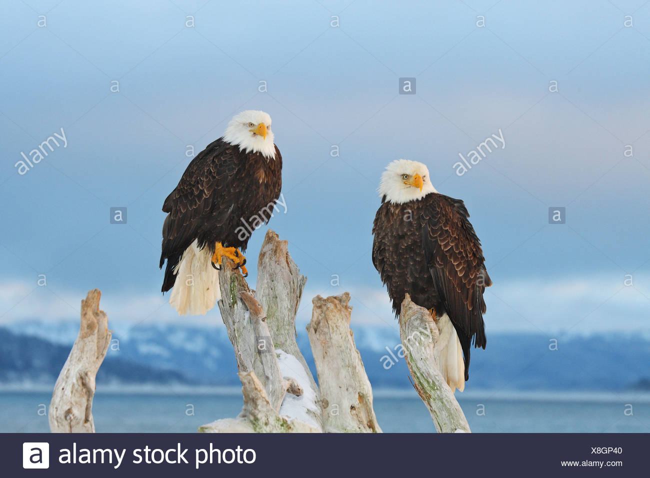 Bald Eagle Sitting Stock Photos & Bald Eagle Sitting Stock Images - Alamy