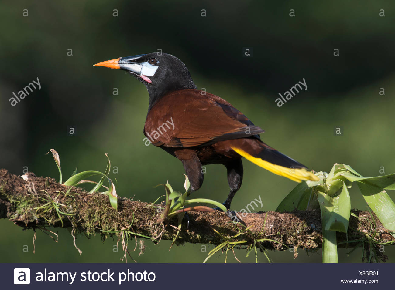 Montezuma Oropendola High Resolution Stock Photography and Images - Alamy