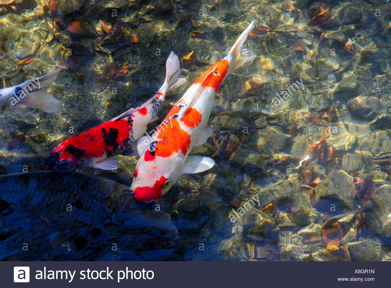 Two Koi Fish High Resolution Stock Photography and Images - Alamy