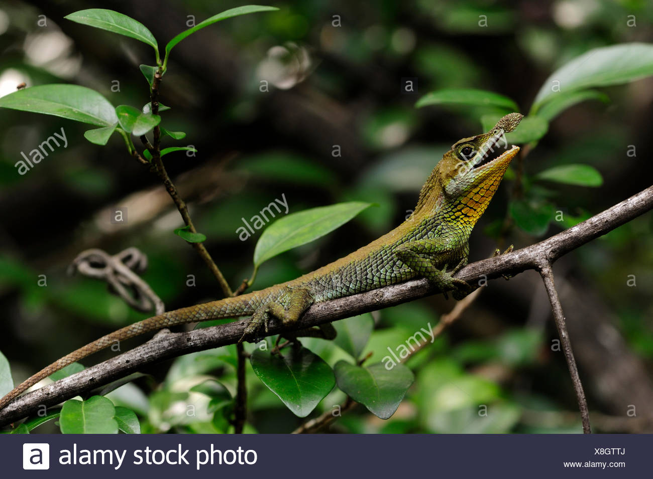 Lizards Mouth High Resolution Stock Photography and Images - Alamy