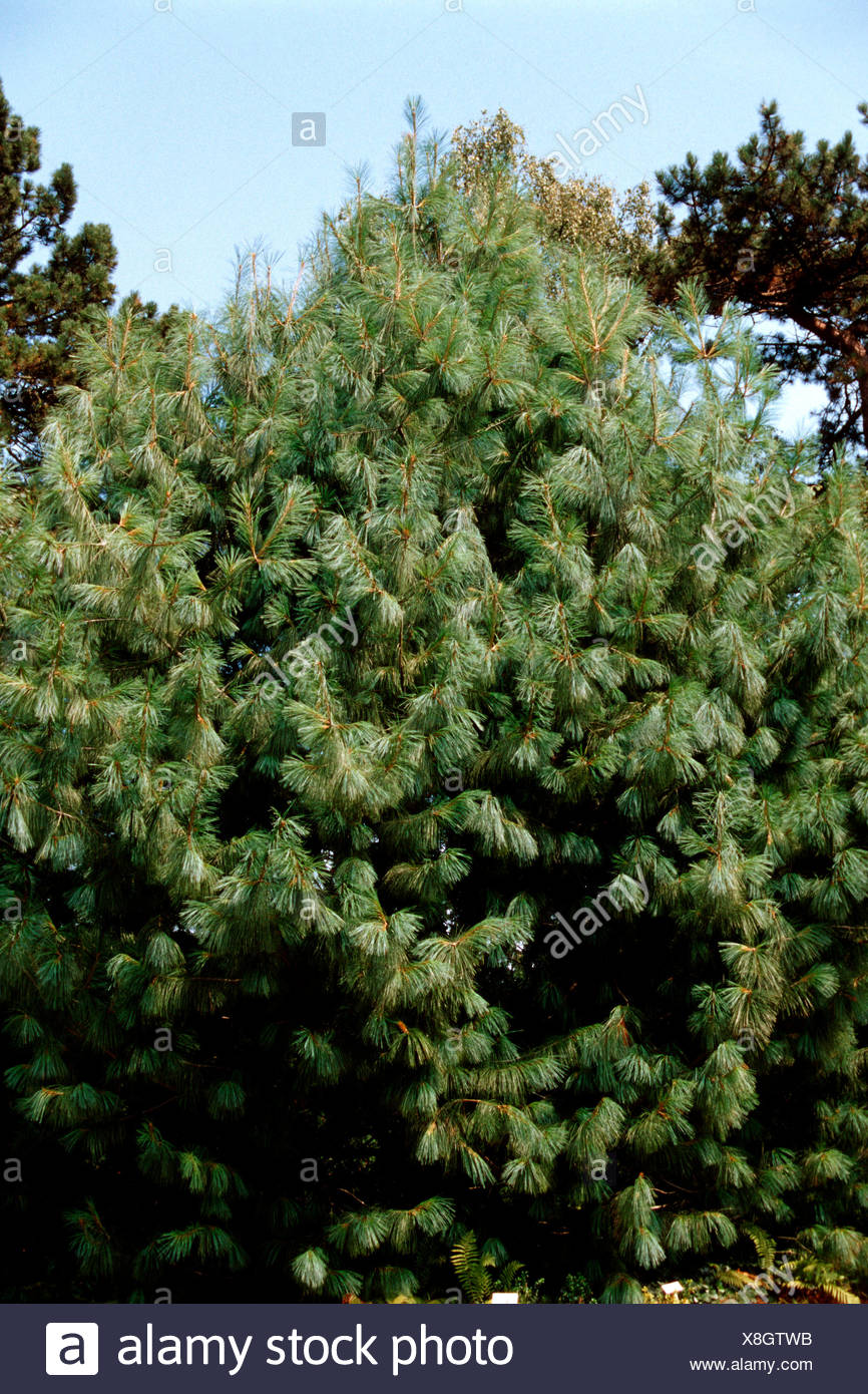 Pinus Wallichiana Stock Photos & Pinus Wallichiana Stock Images - Alamy