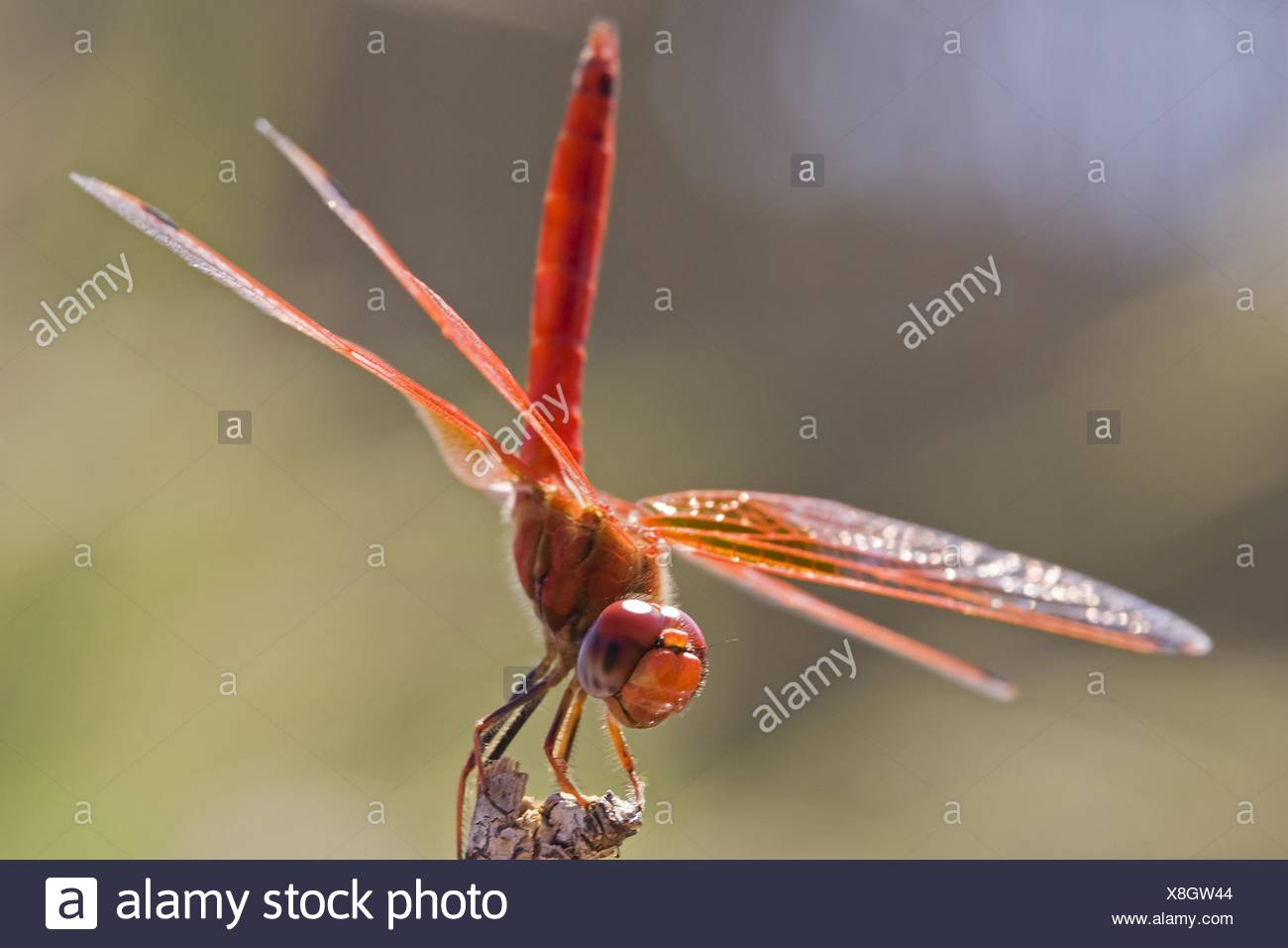African Dragonfly High Resolution Stock Photography and Images - Alamy