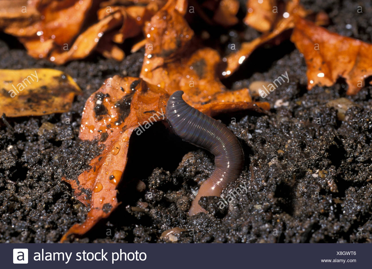 Earthworm Lumbricus Terrestris In Soil High Resolution Stock ...
