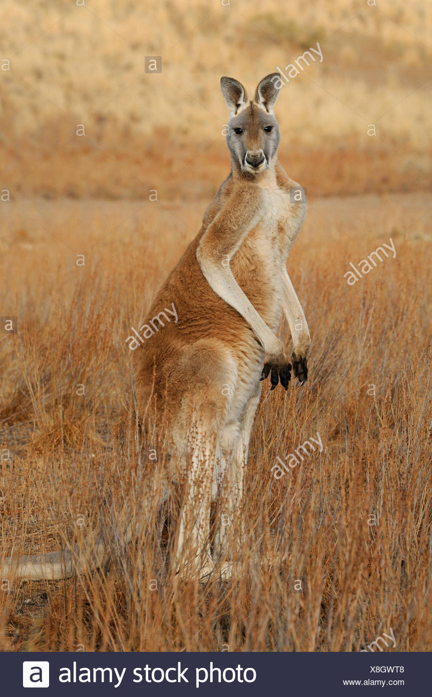 Animals Of Flinders Ranges High Resolution Stock Photography and Images ...