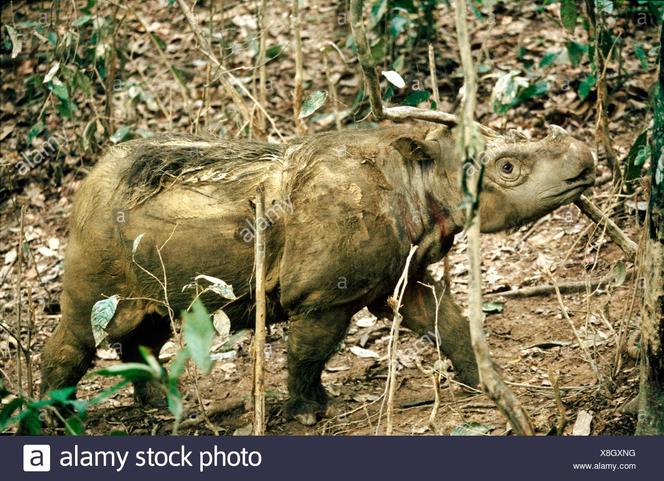 Sumatran Rhinoceros Indonesia High Resolution Stock Photography and ...