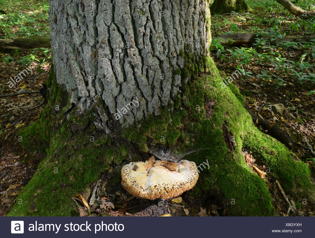 Plant Base High Resolution Stock Photography and Images - Alamy