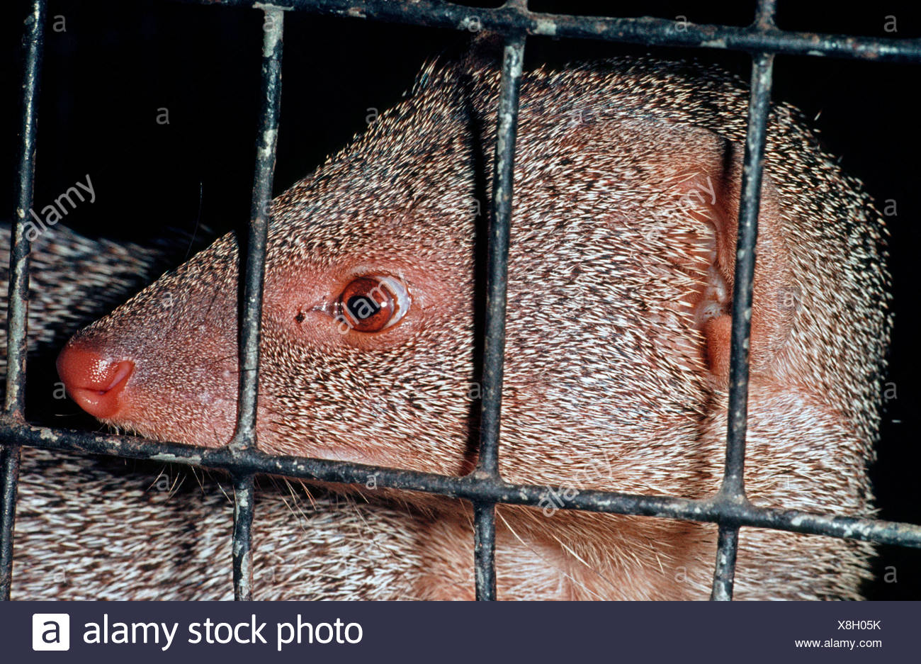 Captive Mongoose High Resolution Stock Photography and Images - Alamy
