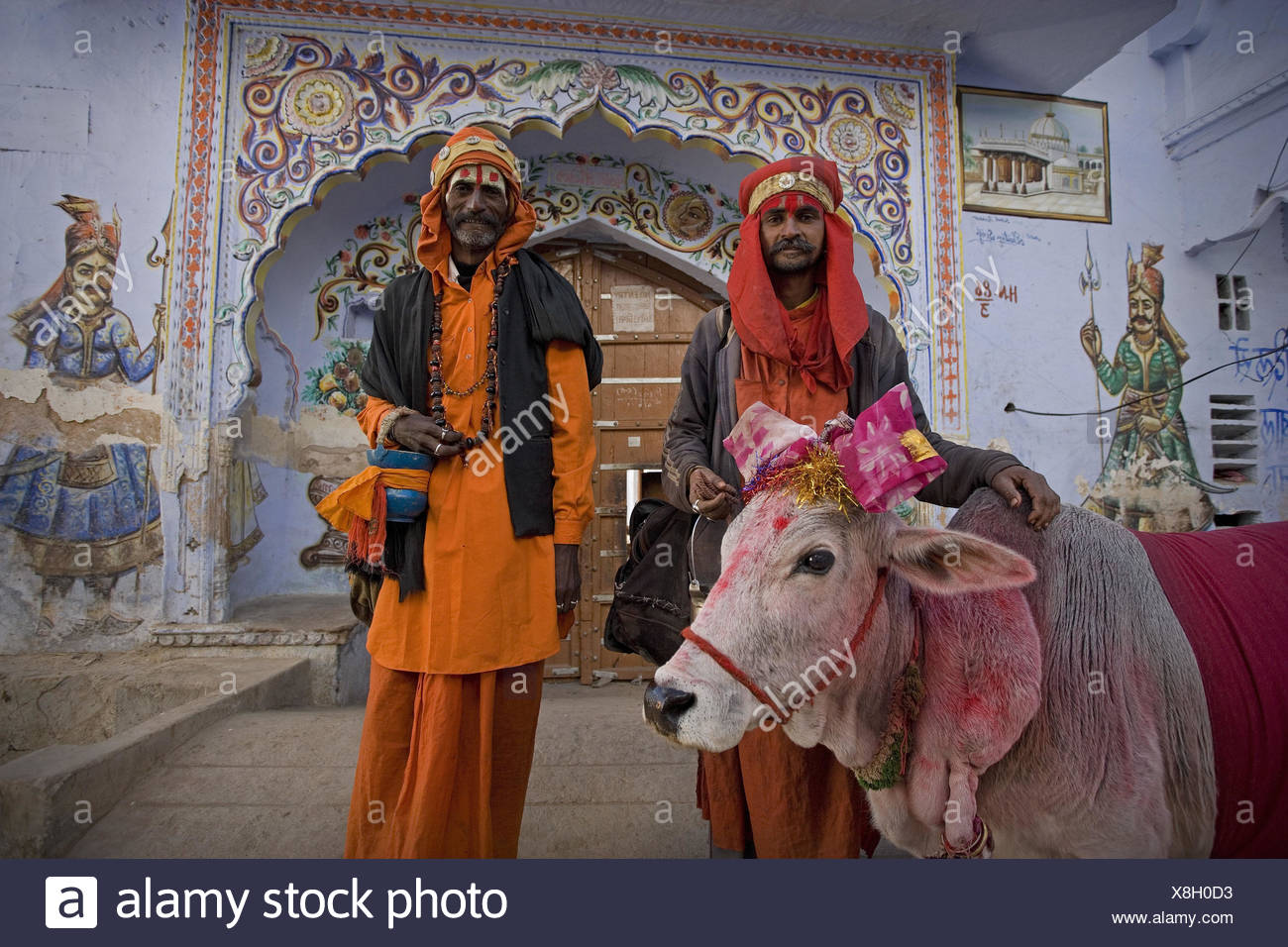 Indian Cow Decorated High Resolution Stock Photography and Images - Alamy