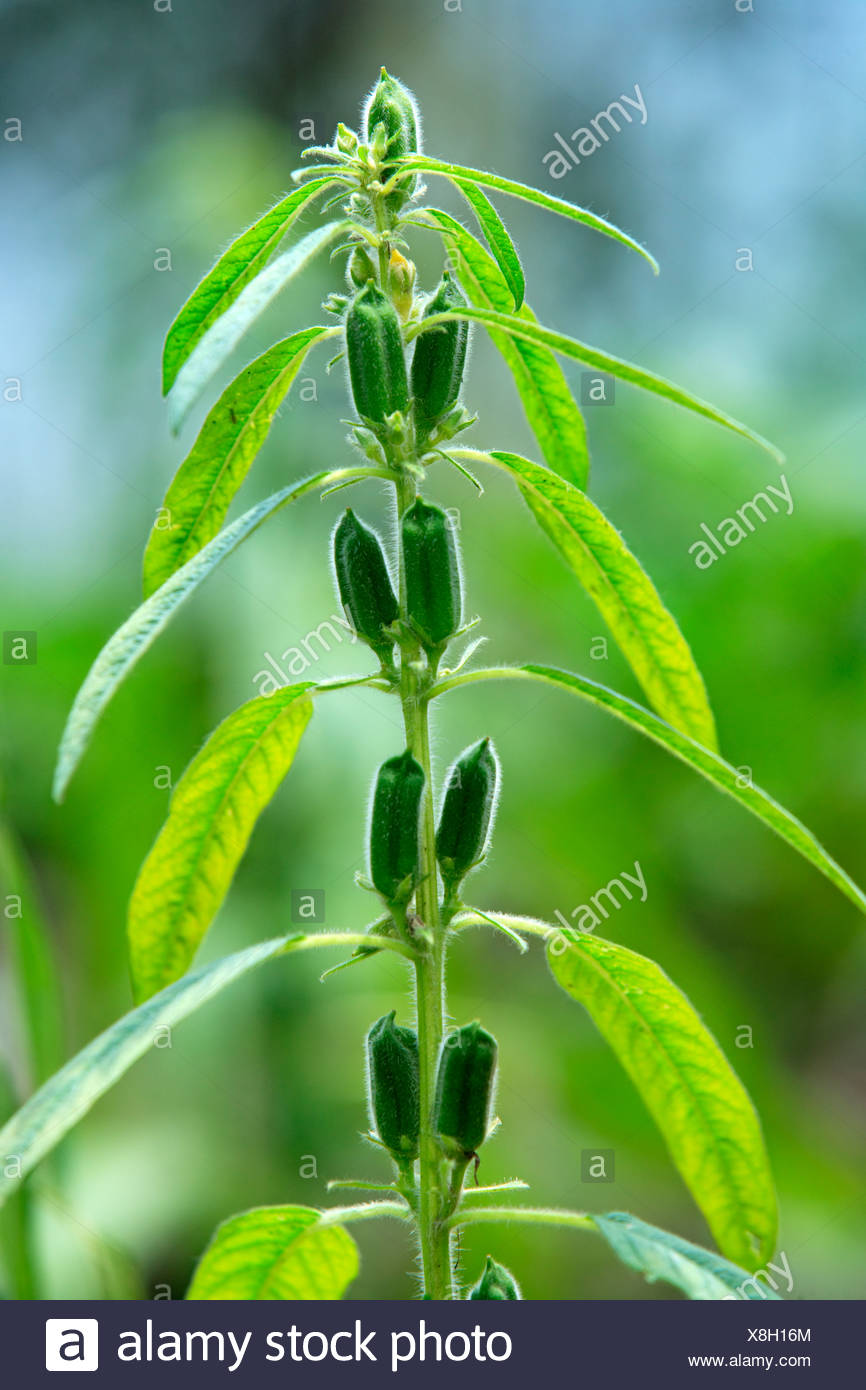 Seed Pods High Resolution Stock Photography and Images - Alamy