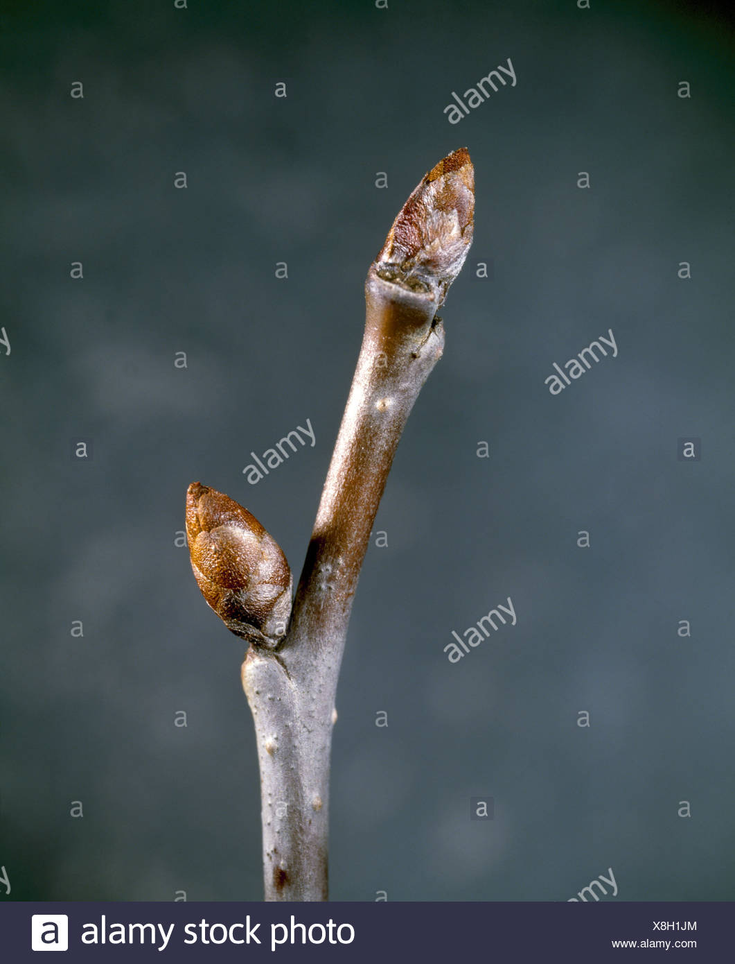 Lateral Bud High Resolution Stock Photography and Images - Alamy