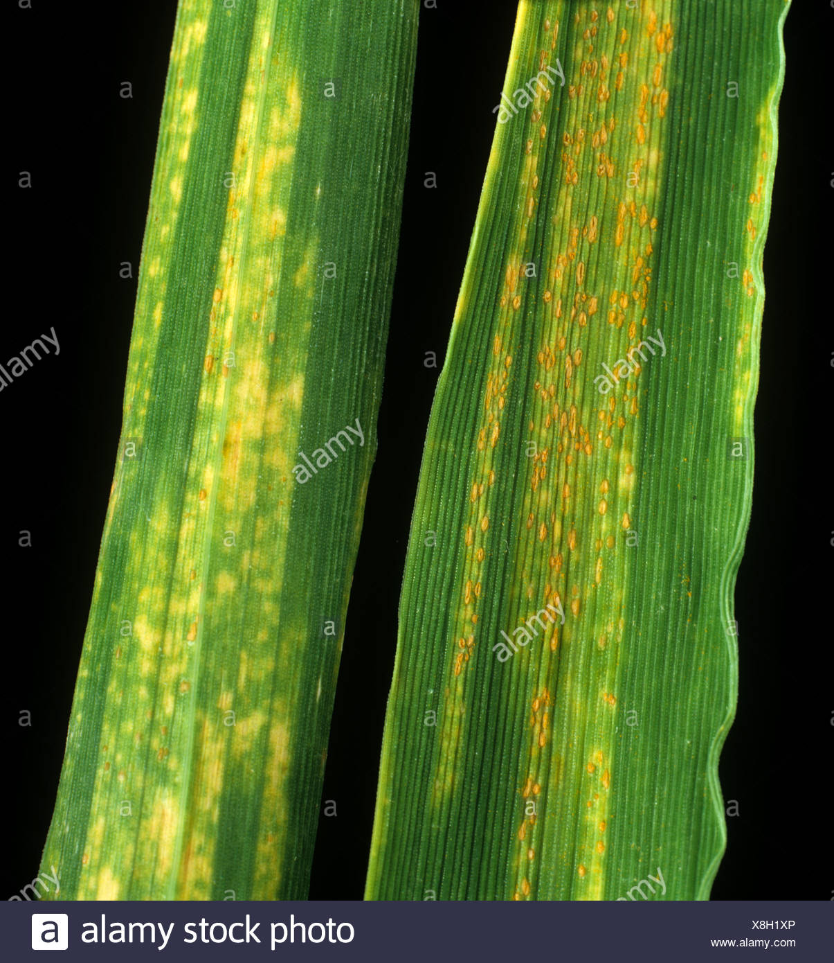 Urediniomycetes High Resolution Stock Photography and Images - Alamy