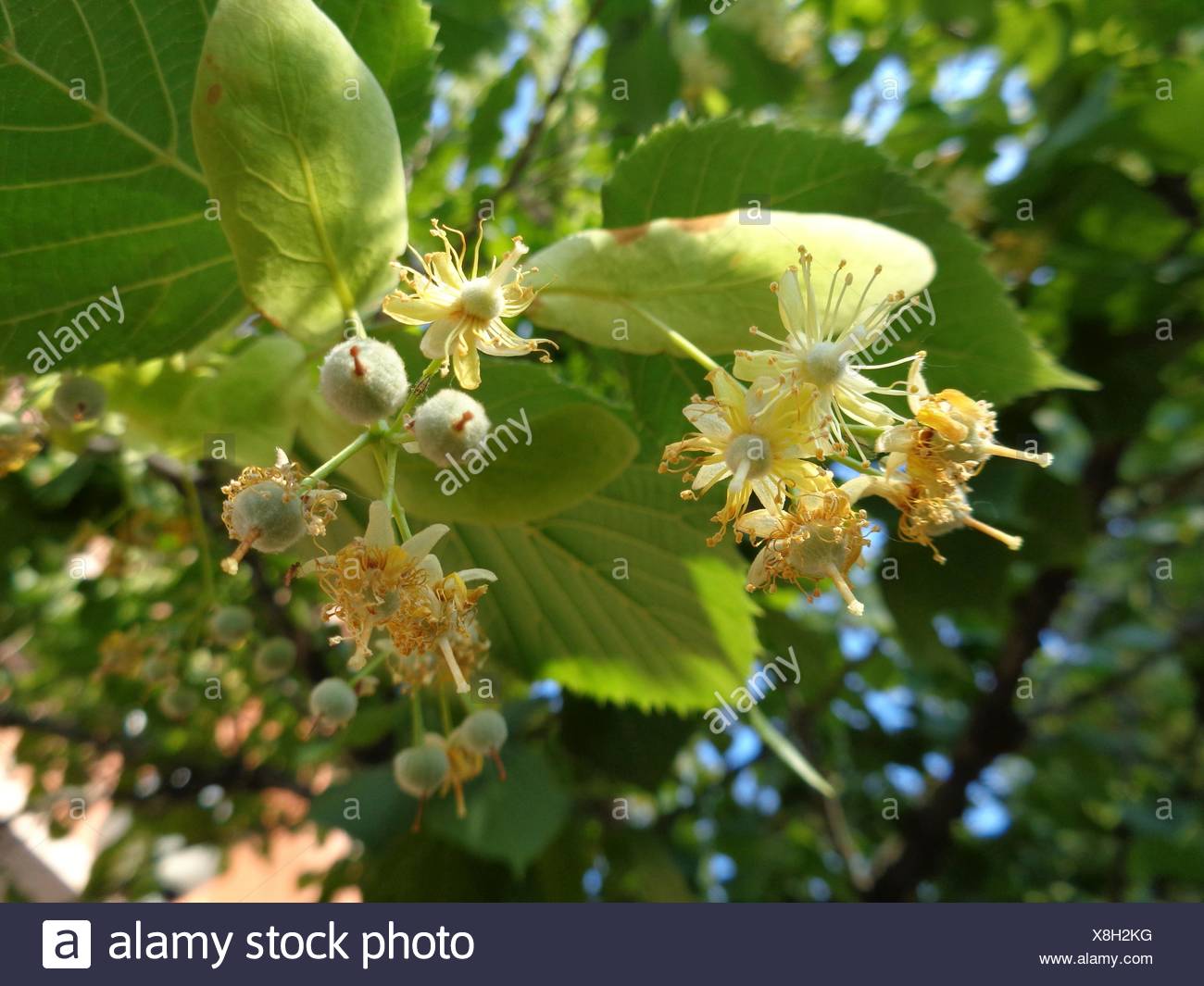 Tilia Sp High Resolution Stock Photography and Images - Alamy