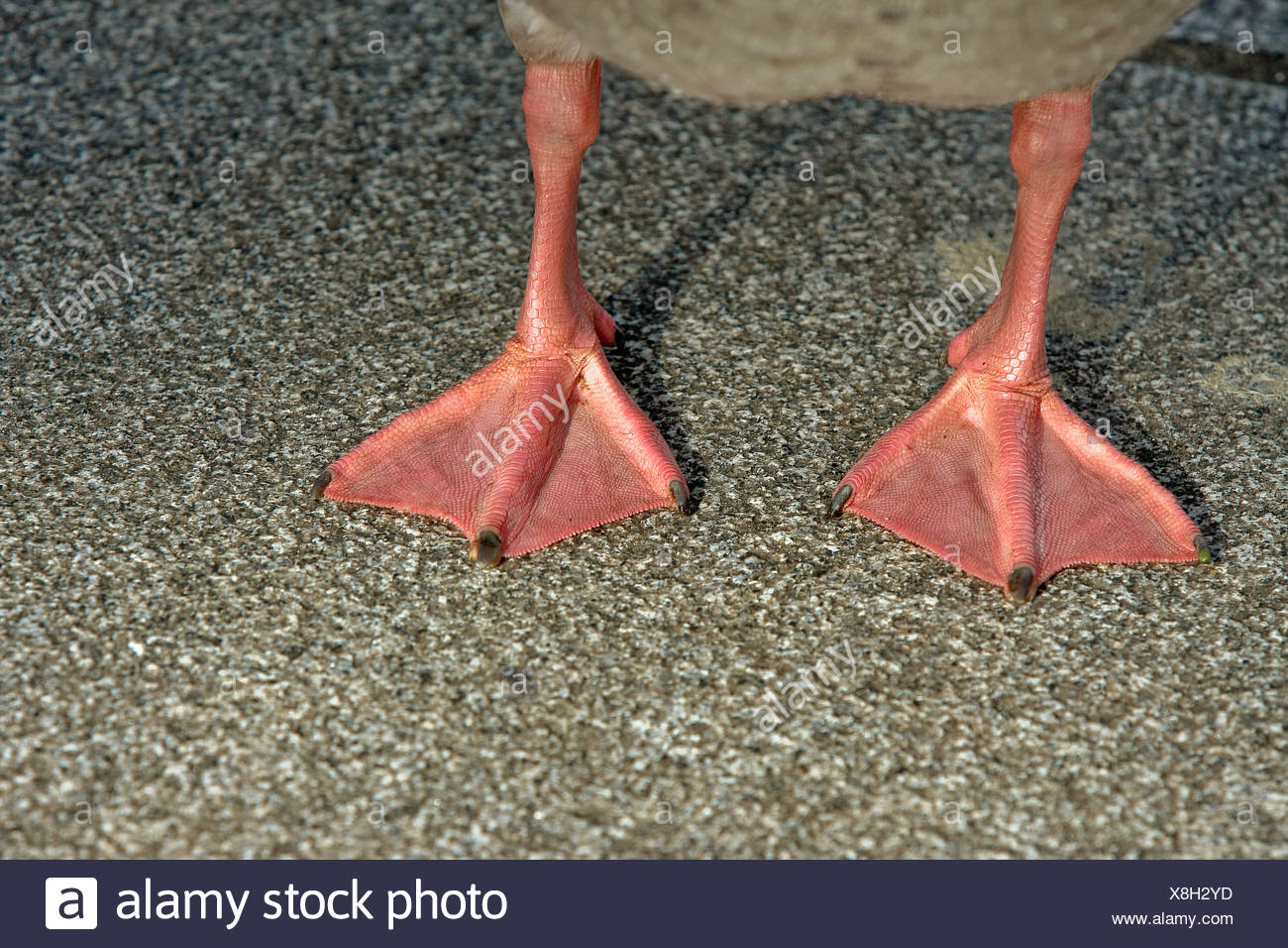 Goose Feet Stock Photos & Goose Feet Stock Images - Alamy