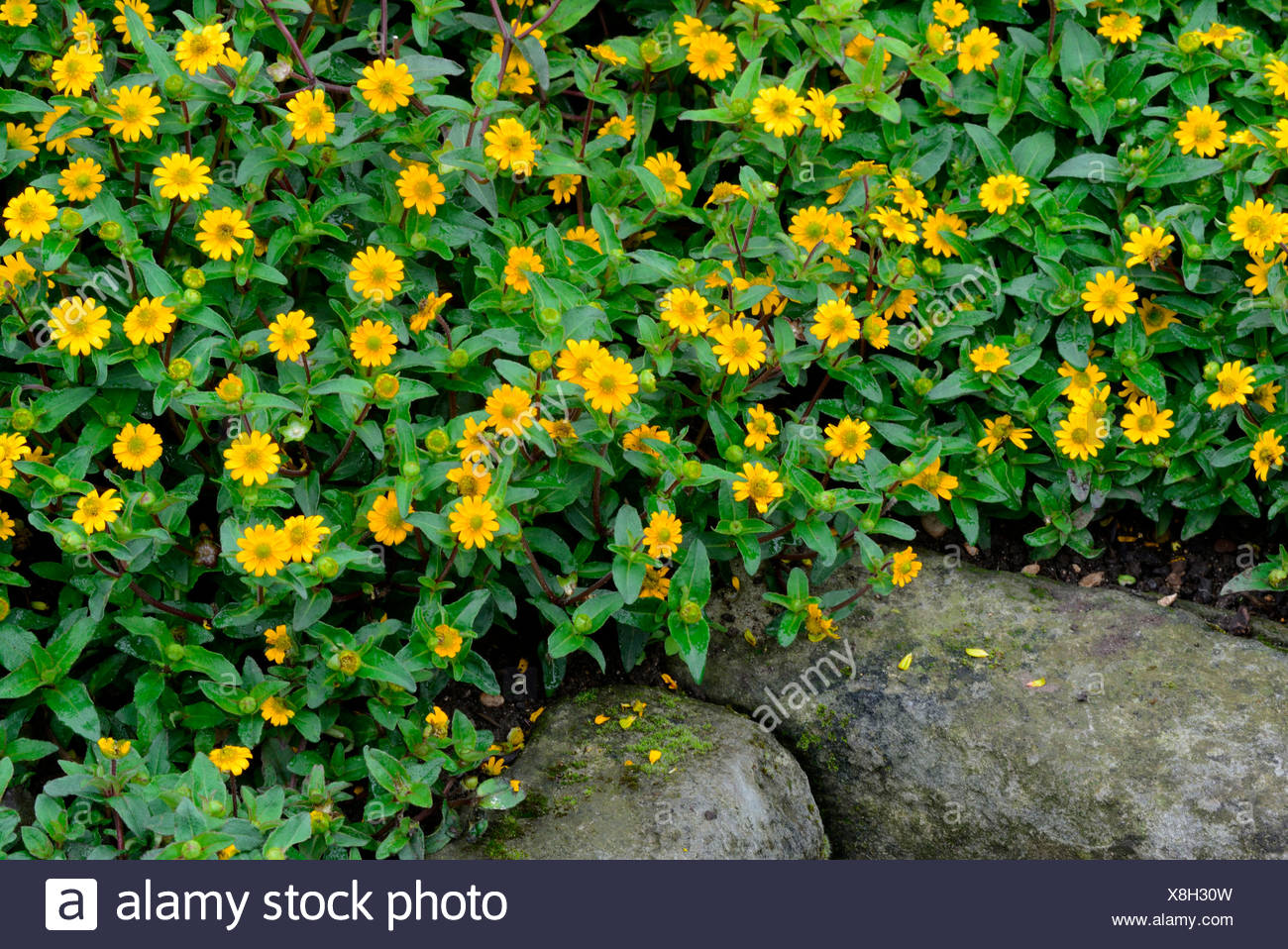 Creeping Zinnia Flower High Resolution Stock Photography and Images - Alamy
