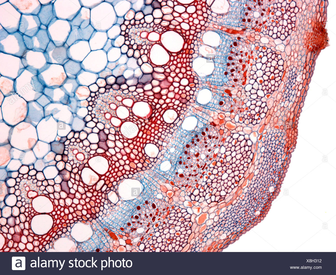 Phloem Micrograph Stock Photos & Phloem Micrograph Stock Images - Alamy