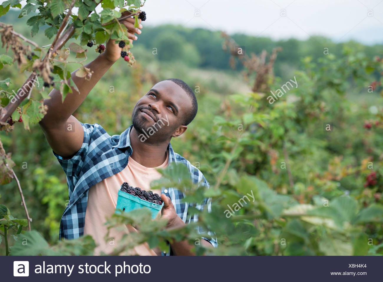 Harvesting Fruits High Resolution Stock Photography and Images - Alamy