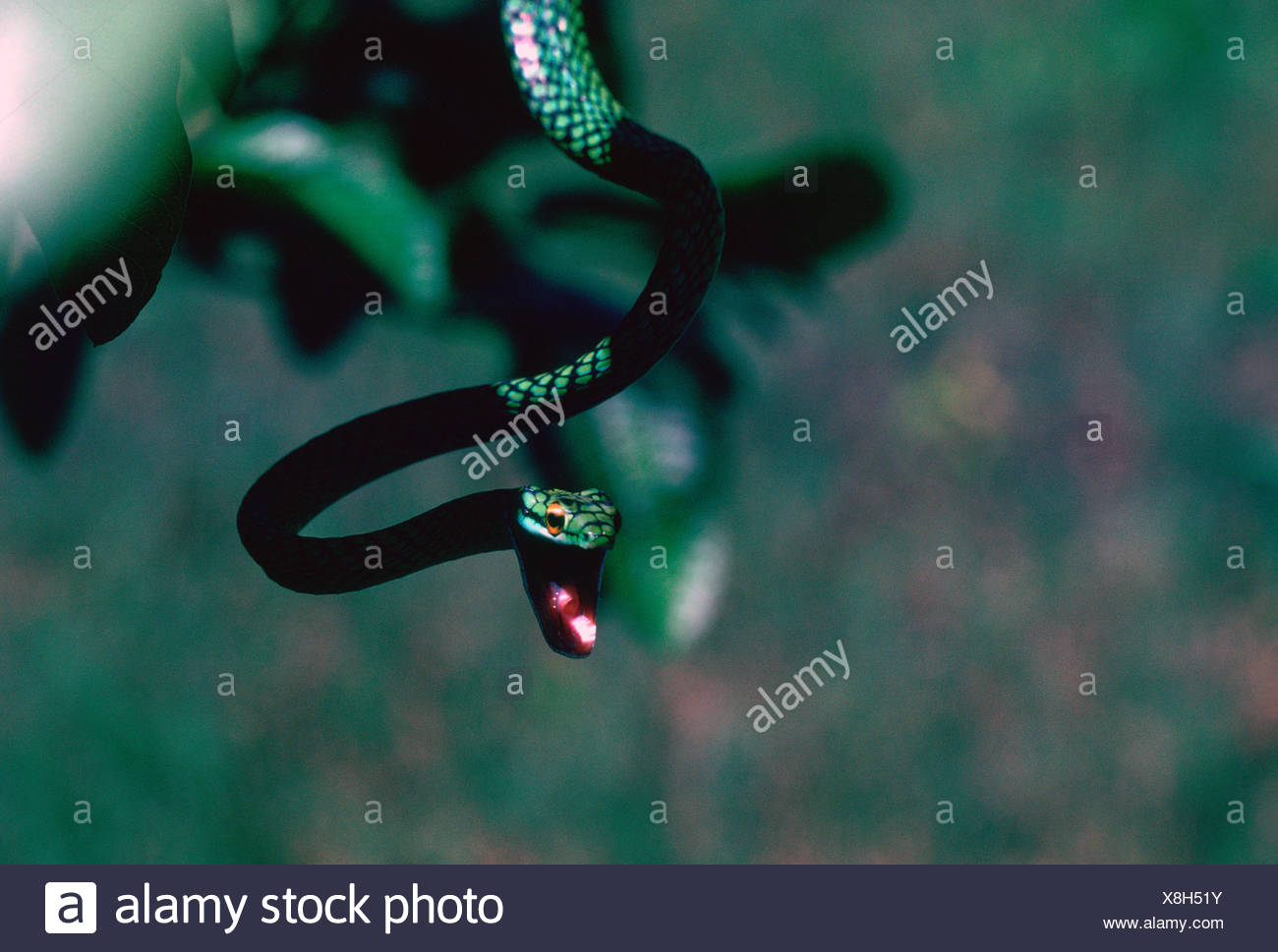 Lora Snake High Resolution Stock Photography and Images - Alamy