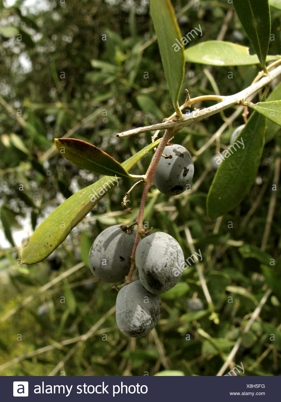 Olive Tree Olea Europaea Ssp Sativa High Resolution Stock Photography ...