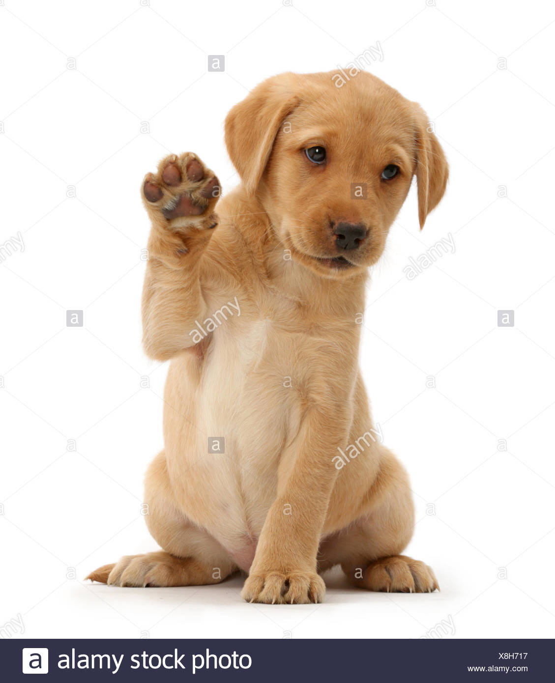 Dog High Five Stock Photos & Dog High Five Stock Images - Alamy