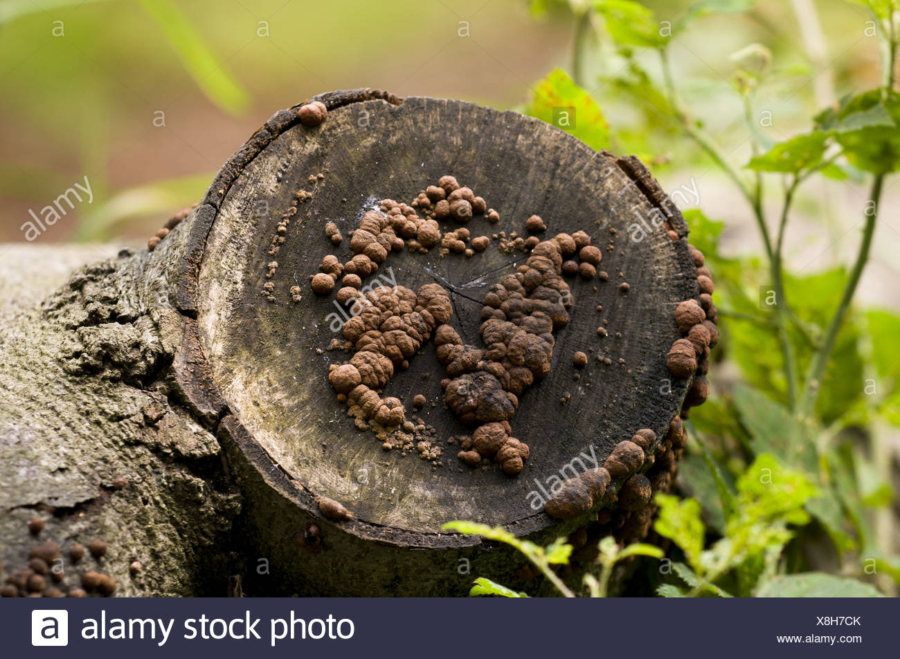 Fragiforme High Resolution Stock Photography and Images - Alamy