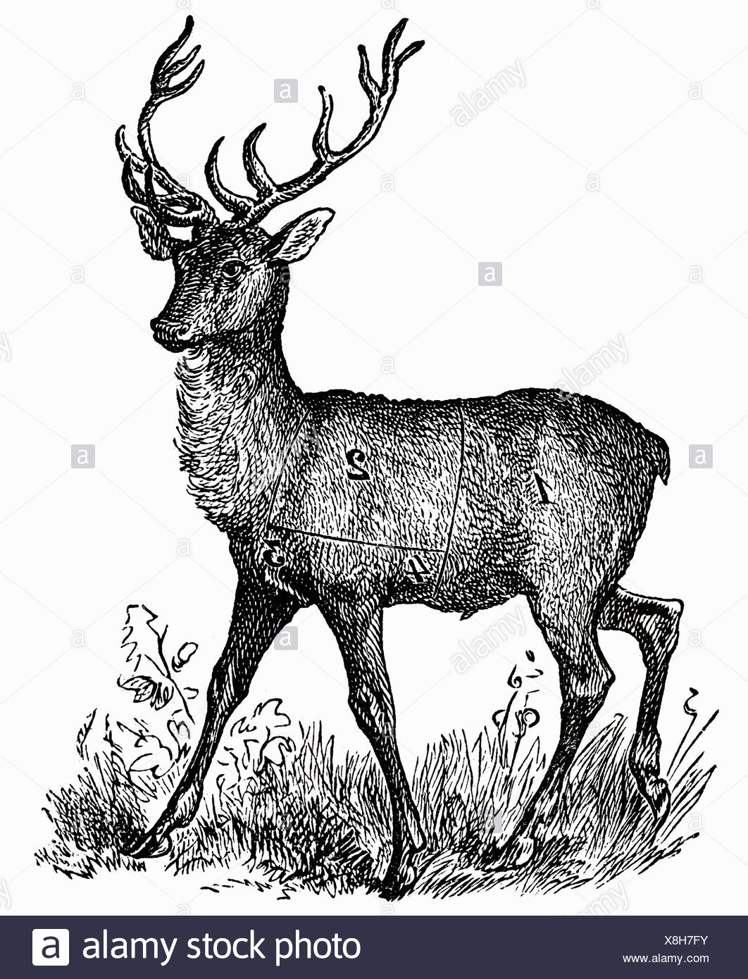 Stag Illustration Stock Photos & Stag Illustration Stock Images - Alamy