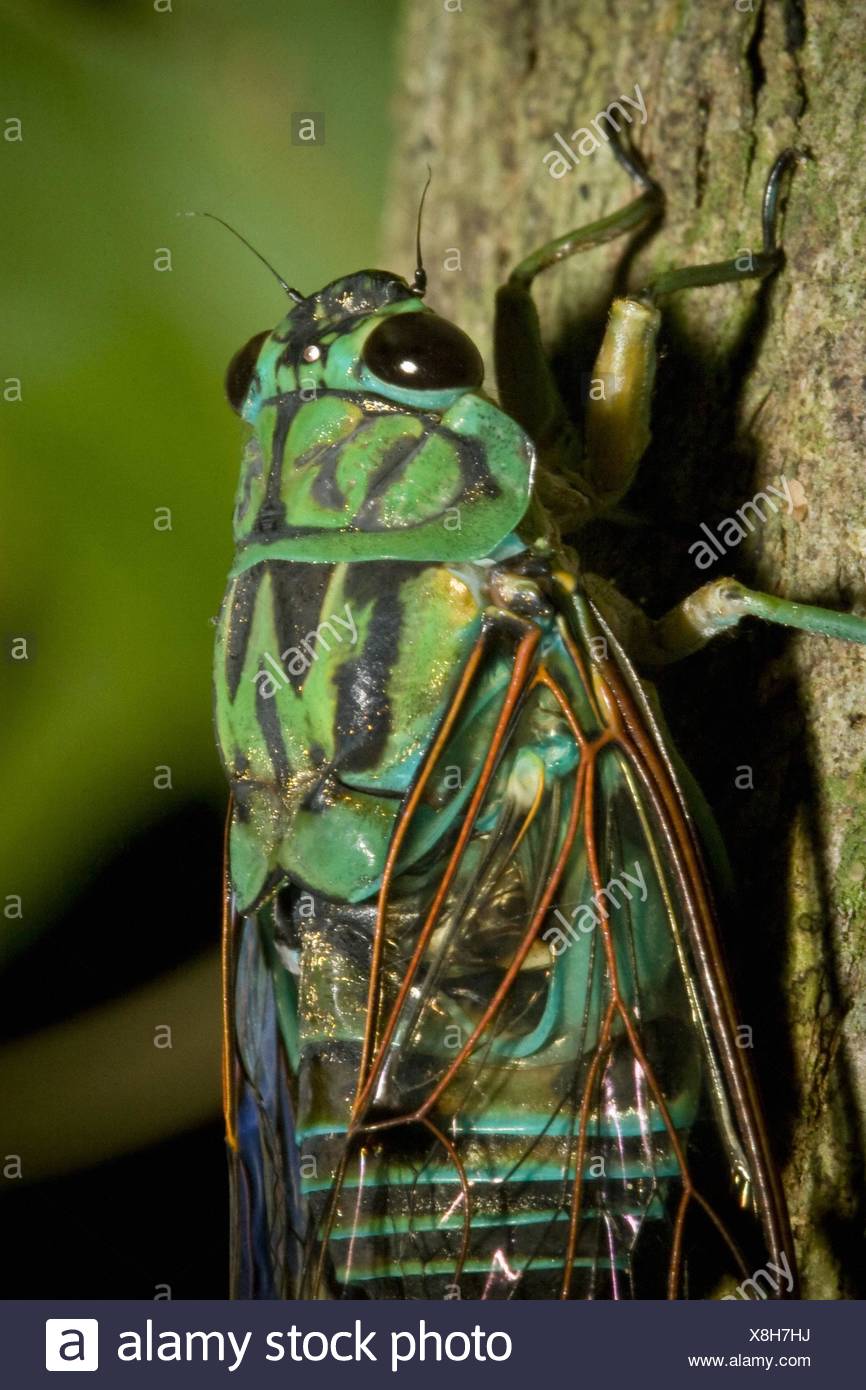 Family Cicadidae High Resolution Stock Photography and Images - Alamy