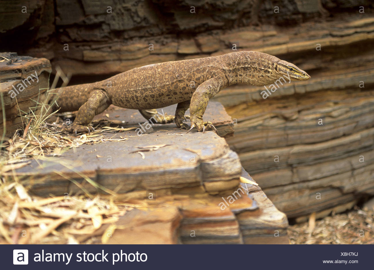 Perentie Varanus Giganteus Stock Photos & Perentie Varanus Giganteus ...