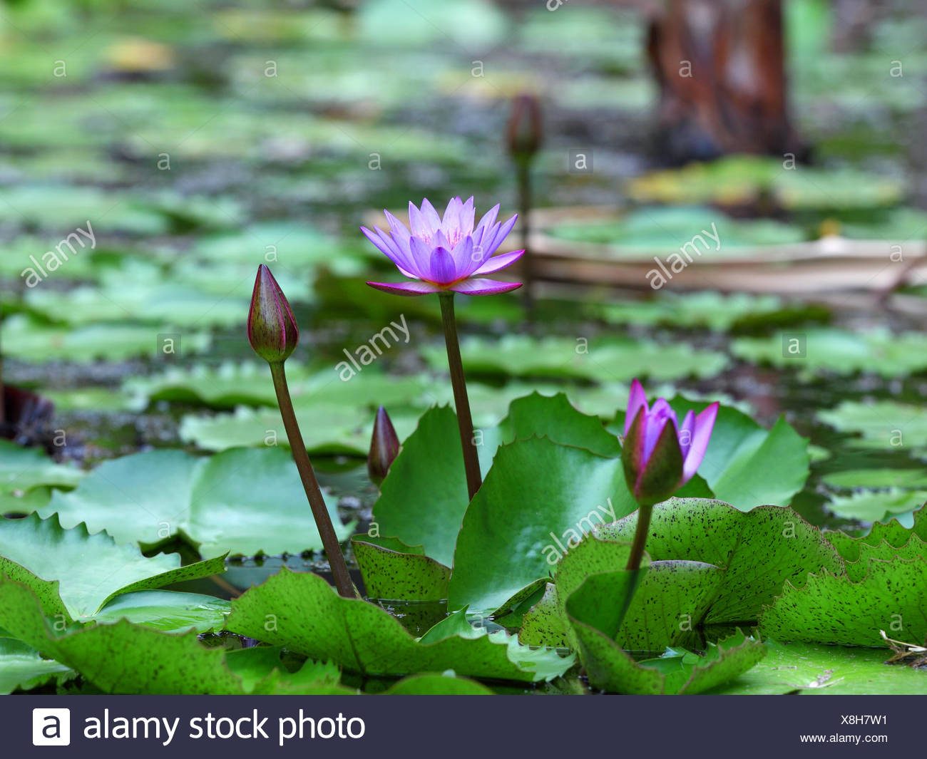 Egyptian Lotus Stock Photos & Egyptian Lotus Stock Images - Alamy