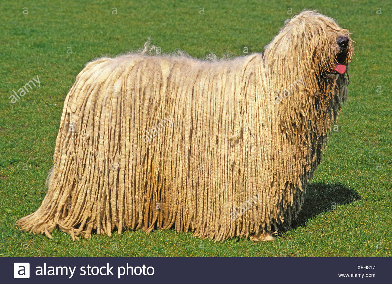 Komondor Dog Stock Photos & Komondor Dog Stock Images - Alamy