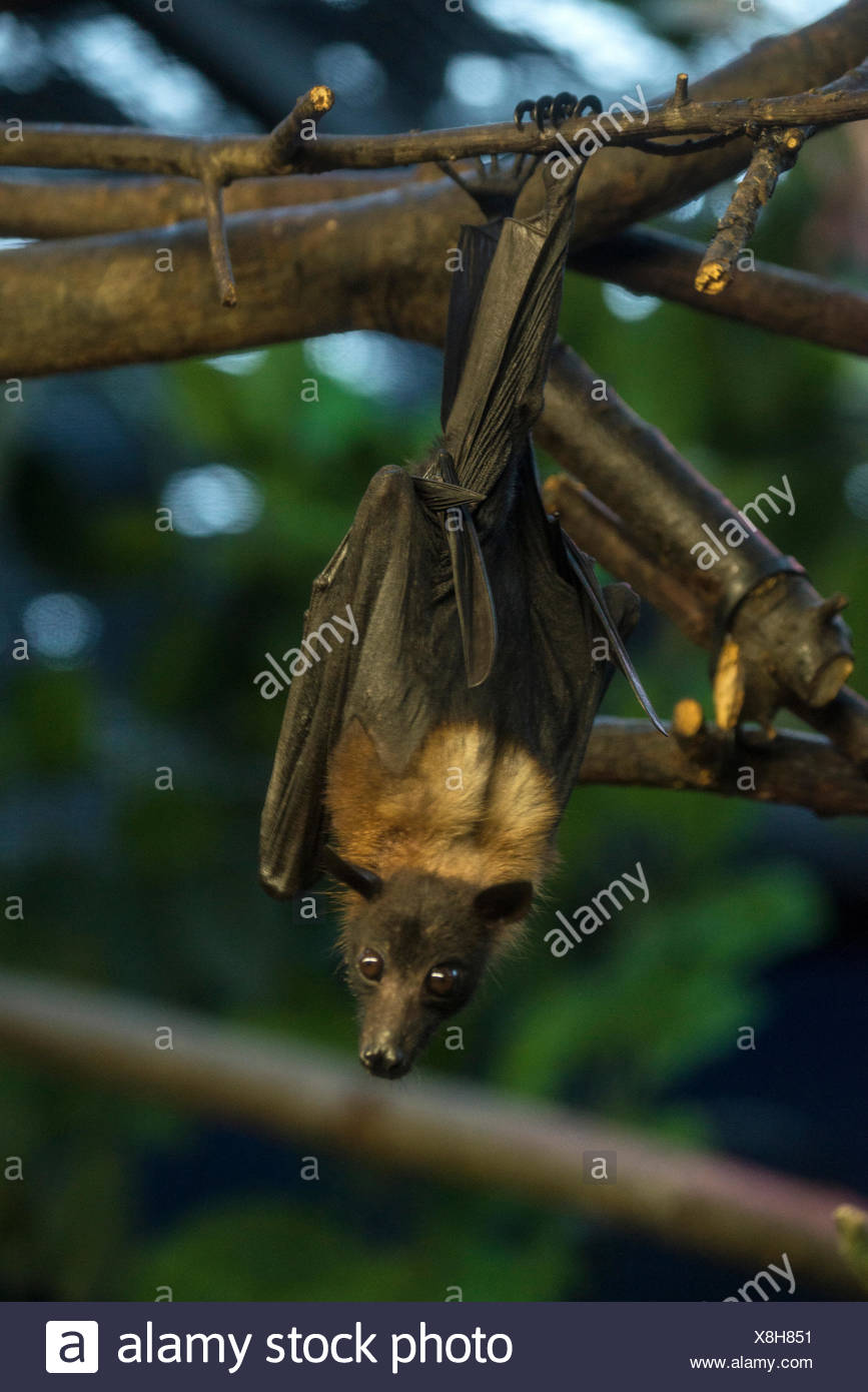 Indian Flying Fox Fruit Bat High Resolution Stock Photography and ...